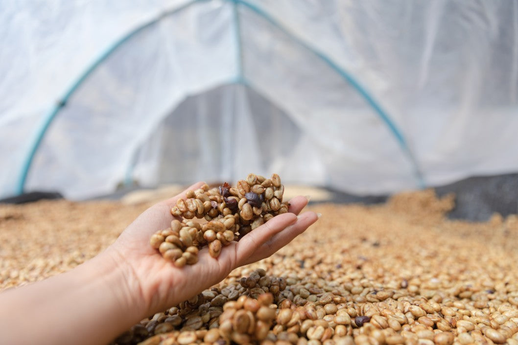 How Coffee is Made? [Better Explained]